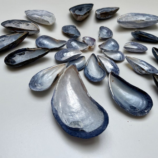 Mussel Shells - Etsy