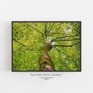 Green Tree Canopy Landscape Photography Print Scenic Nature Wall Art ...