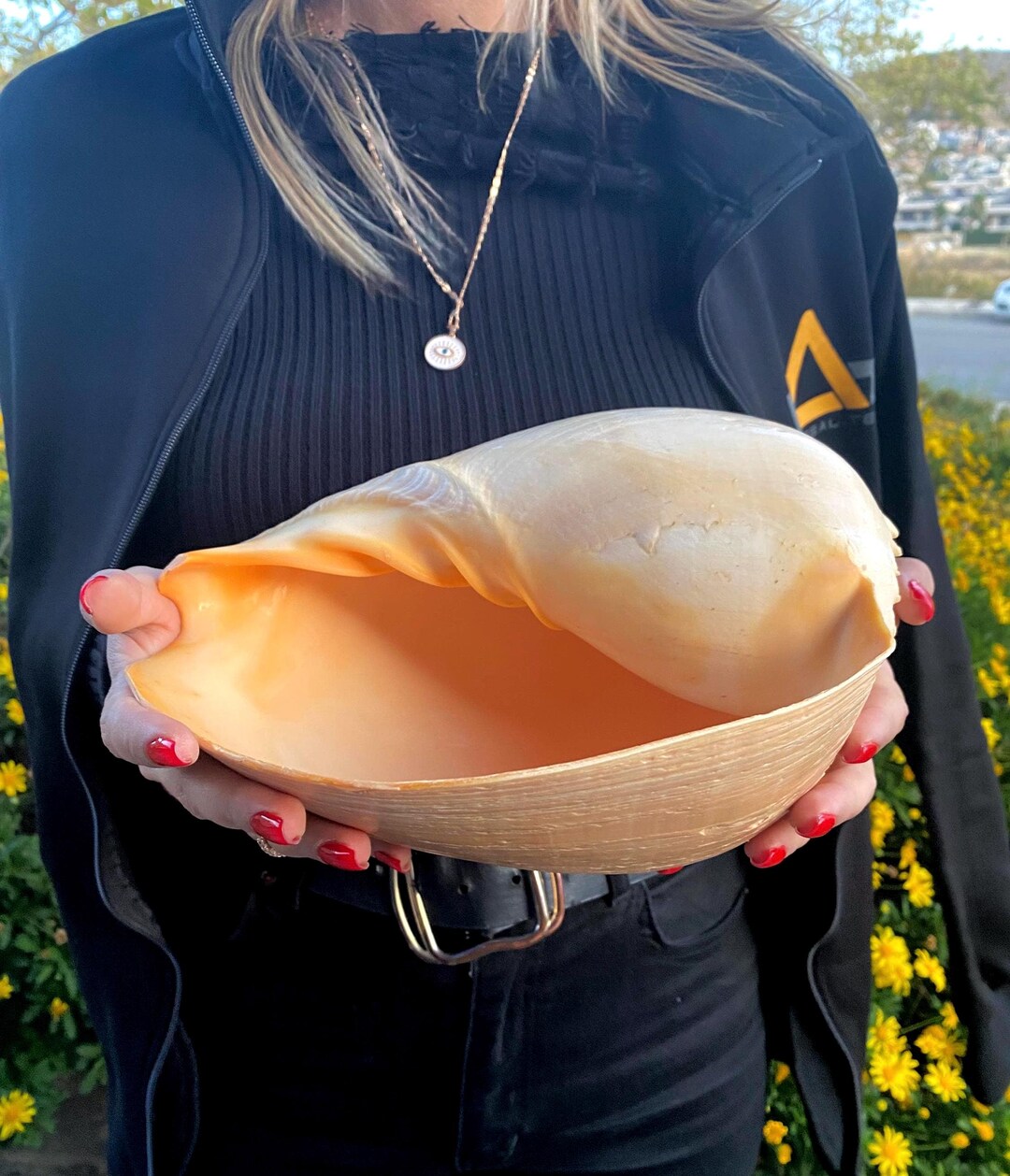 Giant Ocean Shell Melo Diadema Sea Shell Large Shell Home Decor Garden ...