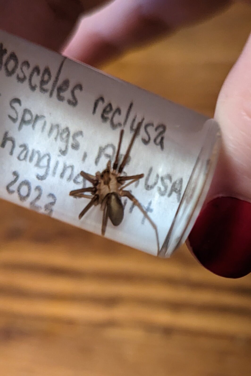 Brown Recluse loxosceles Reclusa Wet Preserved Arthropod - Etsy