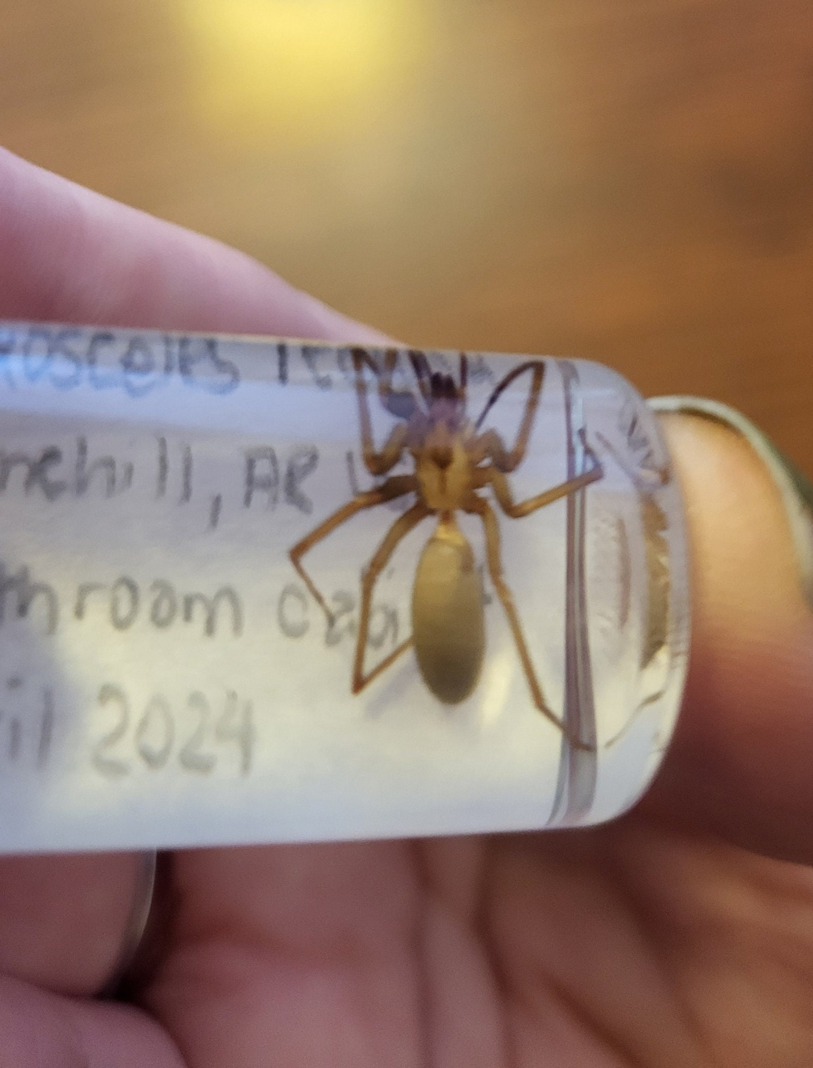 Brown Recluse loxosceles Reclusa, Wet Preserved Arthropod Specimen - Etsy