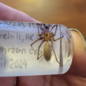 Brown Recluse loxosceles Reclusa, Wet Preserved Arthropod Specimen - Etsy