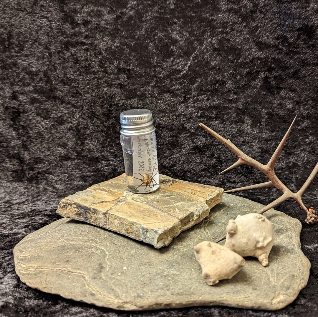 Brown Recluse loxosceles Reclusa, Wet Preserved Arthropod Specimen - Etsy