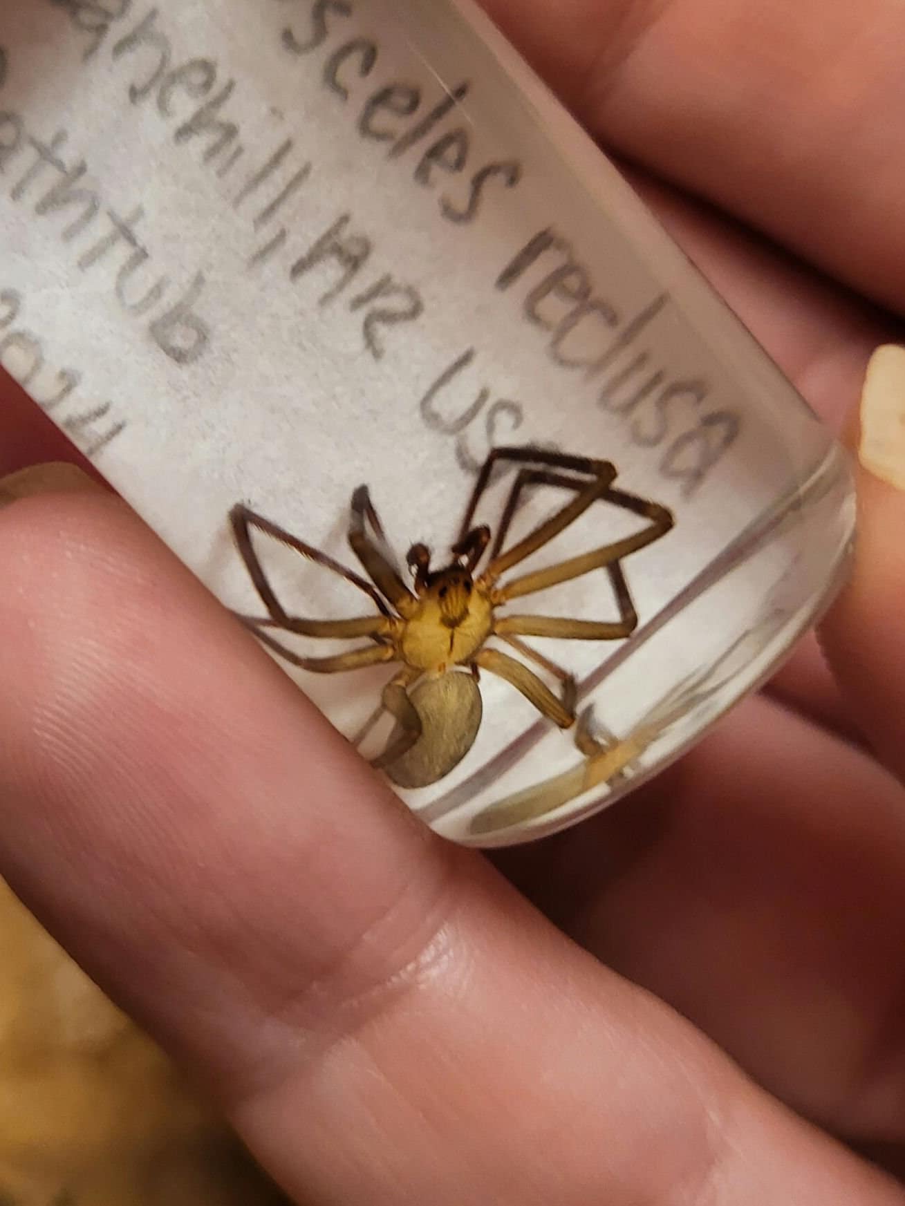 Brown Recluse loxosceles Reclusa, Wet Preserved Arthropod Specimen - Etsy