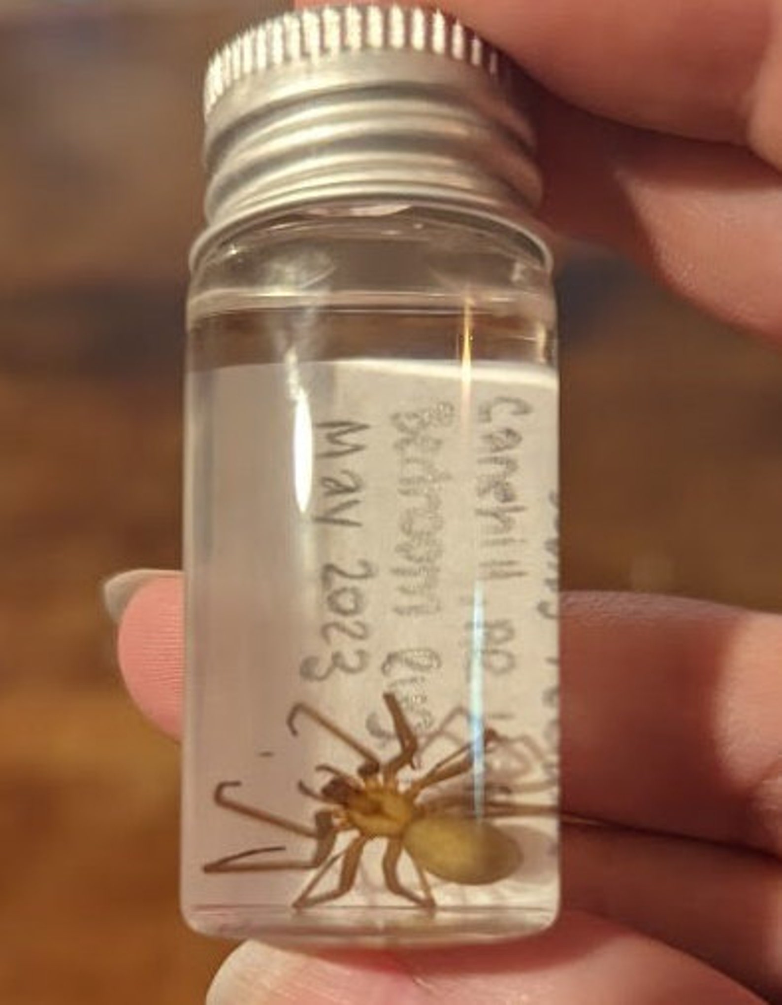 Brown Recluse loxosceles Reclusa, Wet Preserved Arthropod Specimen - Etsy