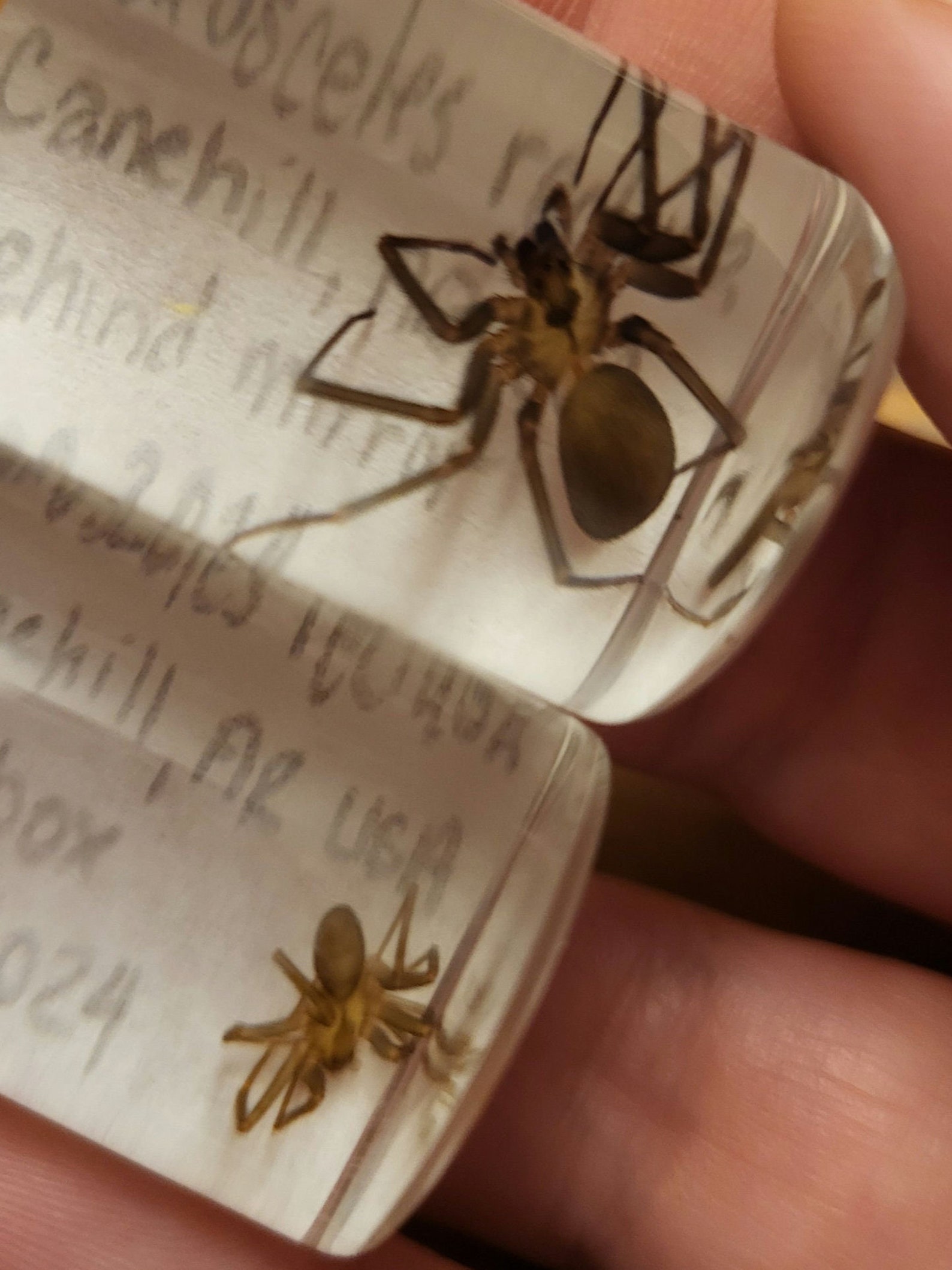 Brown Recluse loxosceles Reclusa, Wet Preserved Arthropod Specimen - Etsy