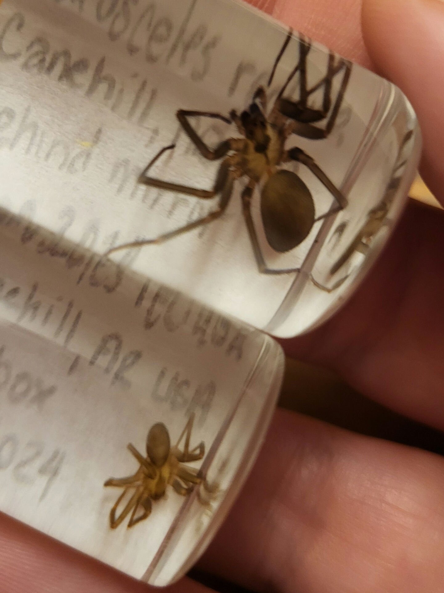 Brown Recluse loxosceles Reclusa, Wet Preserved Arthropod Specimen - Etsy