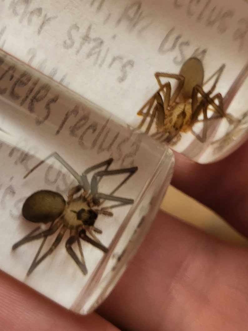 Brown Recluse loxosceles Reclusa, Wet Preserved Arthropod Specimen - Etsy