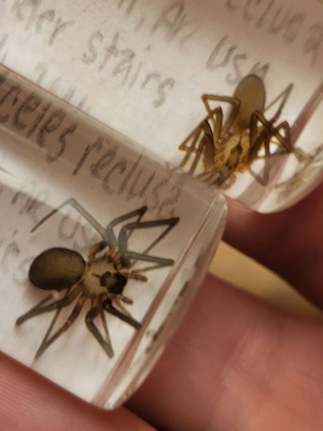 Brown Recluse loxosceles Reclusa, Wet Preserved Arthropod Specimen - Etsy