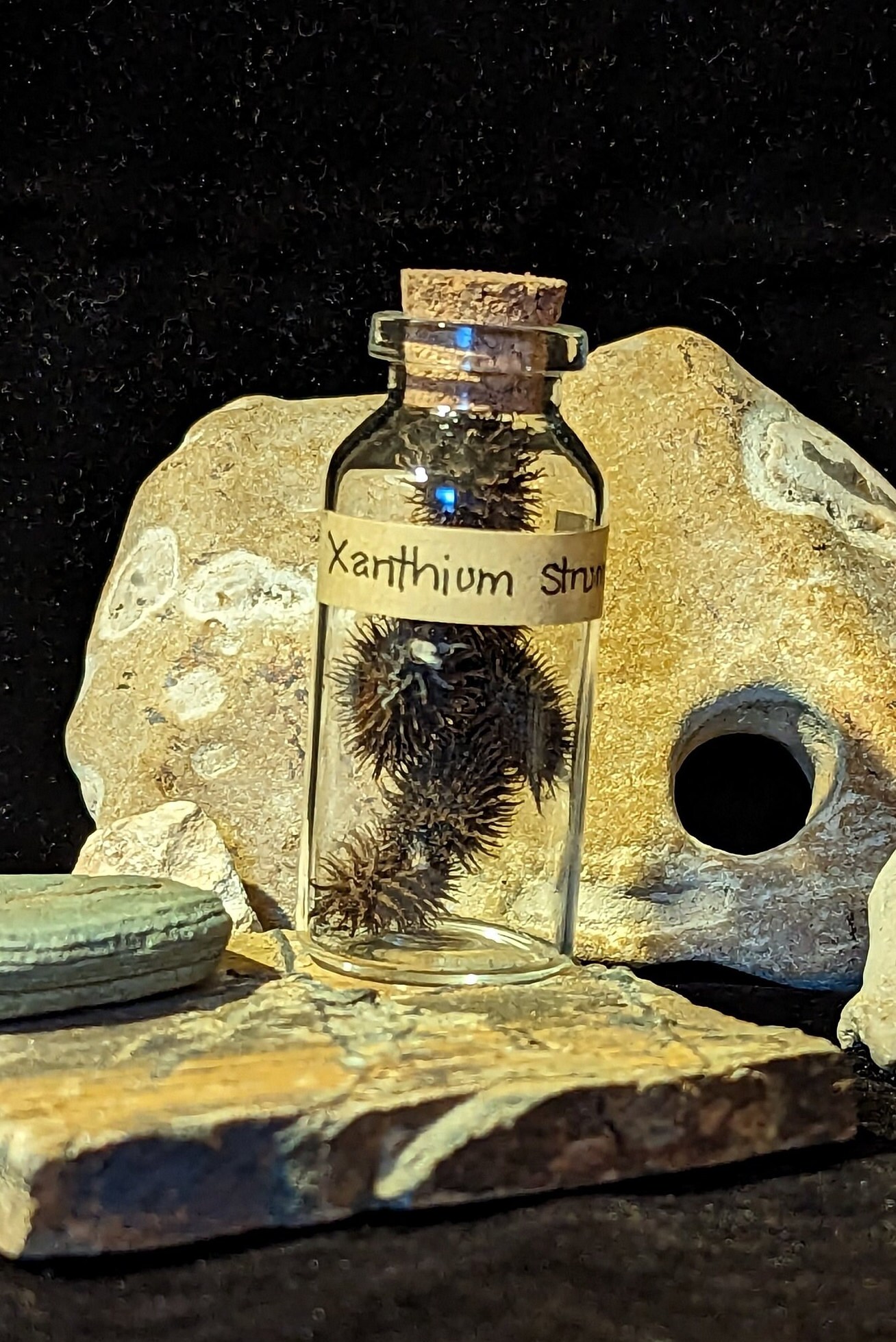 Rough Cockleburs xanthium Strumarium - Etsy