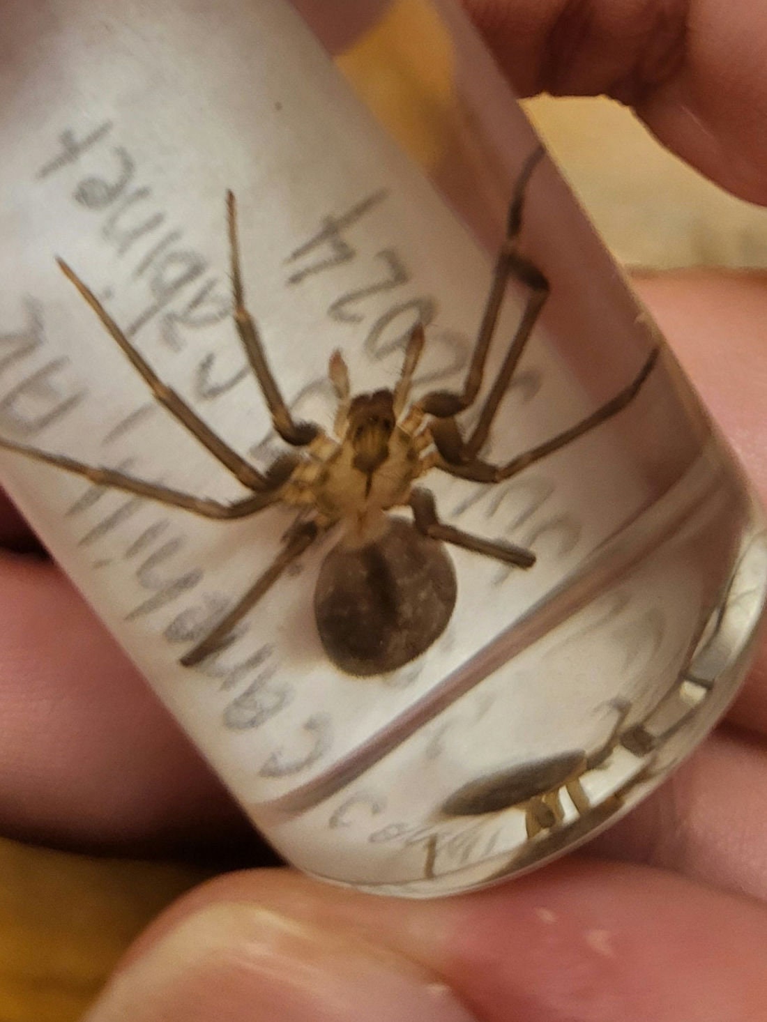 Brown Recluse loxosceles Reclusa, Wet Preserved Arthropod Specimen - Etsy