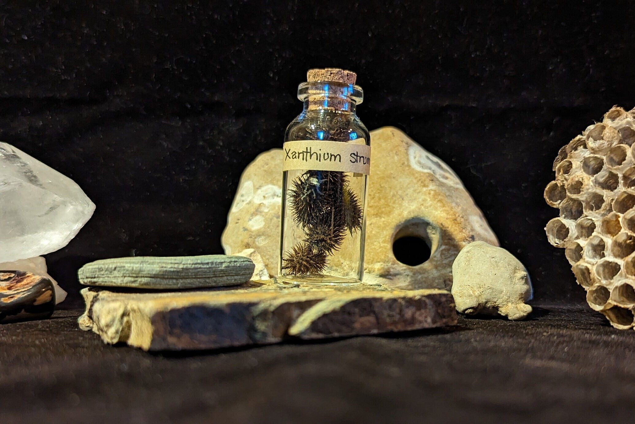 Rough Cockleburs xanthium Strumarium - Etsy