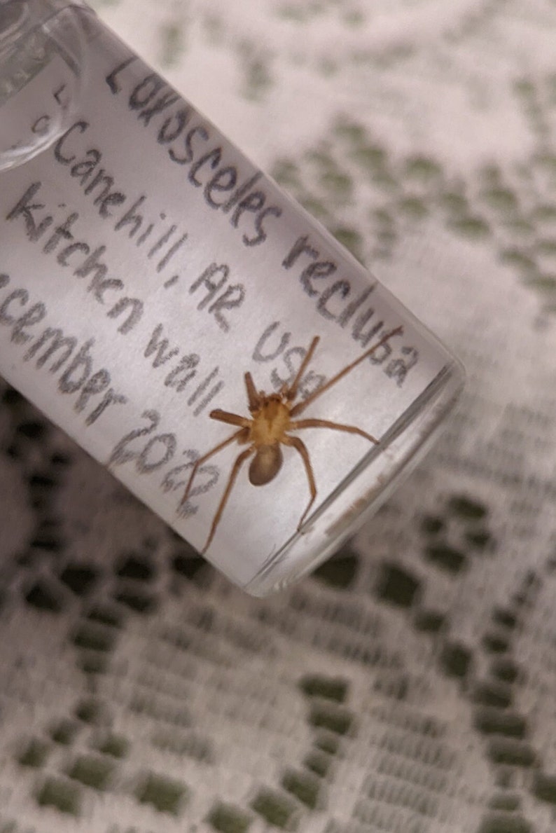 Brown Recluse loxosceles Reclusa Wet Preserved Arthropod - Etsy