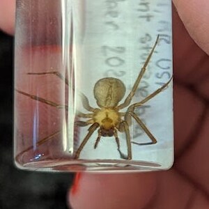 Brown Recluse loxosceles Reclusa, Wet Preserved Arthropod Specimen - Etsy