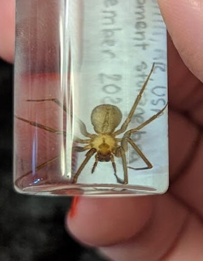 Brown Recluse loxosceles Reclusa, Wet Preserved Arthropod Specimen - Etsy