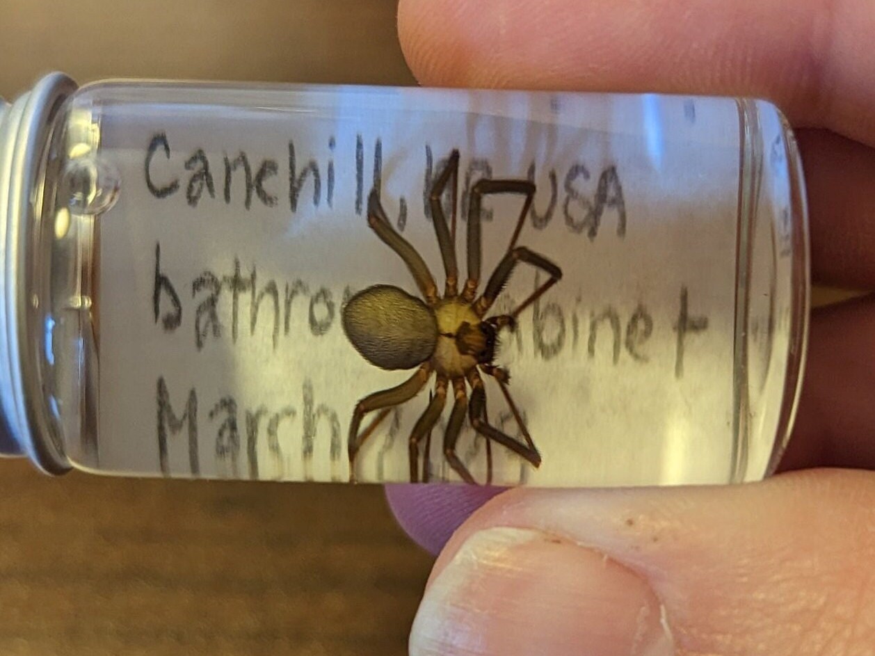 Brown Recluse loxosceles Reclusa, Wet Preserved Arthropod Specimen - Etsy