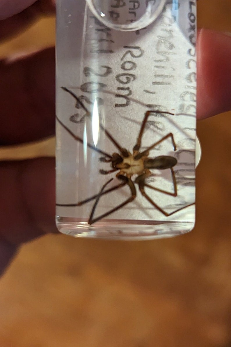 Brown Recluse loxosceles Reclusa Wet Preserved Arthropod - Etsy