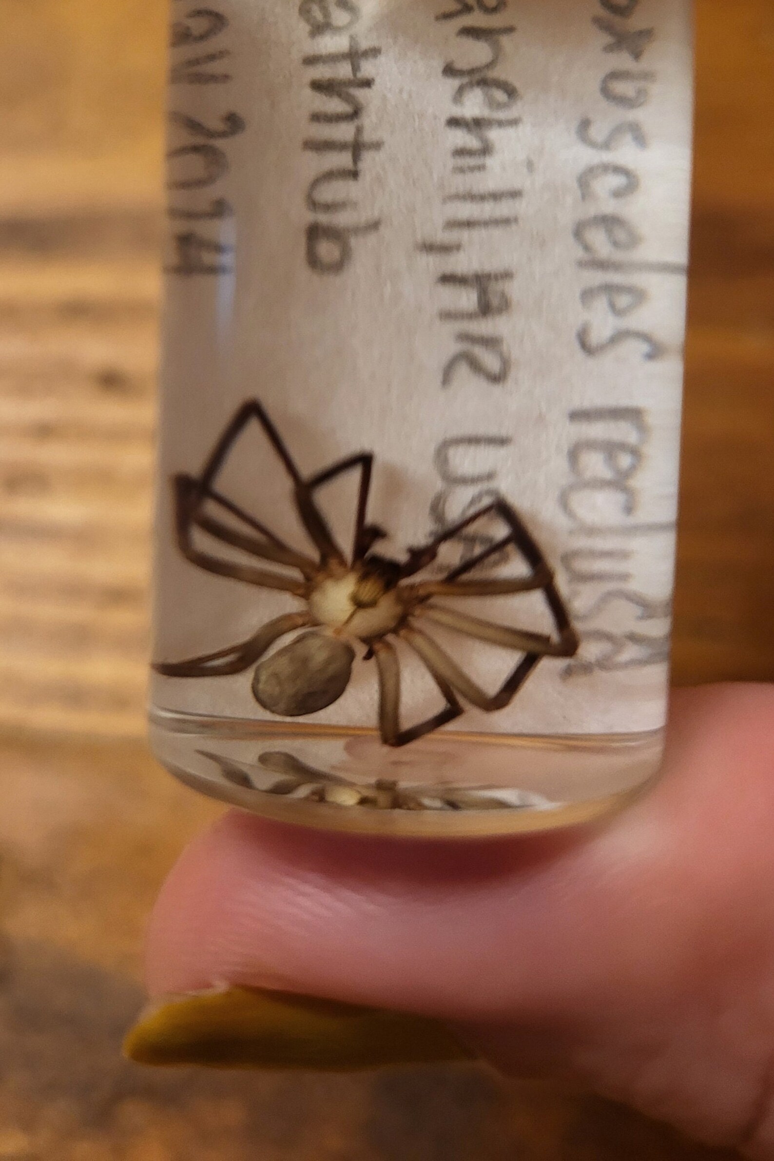 Brown Recluse loxosceles Reclusa, Wet Preserved Arthropod Specimen - Etsy