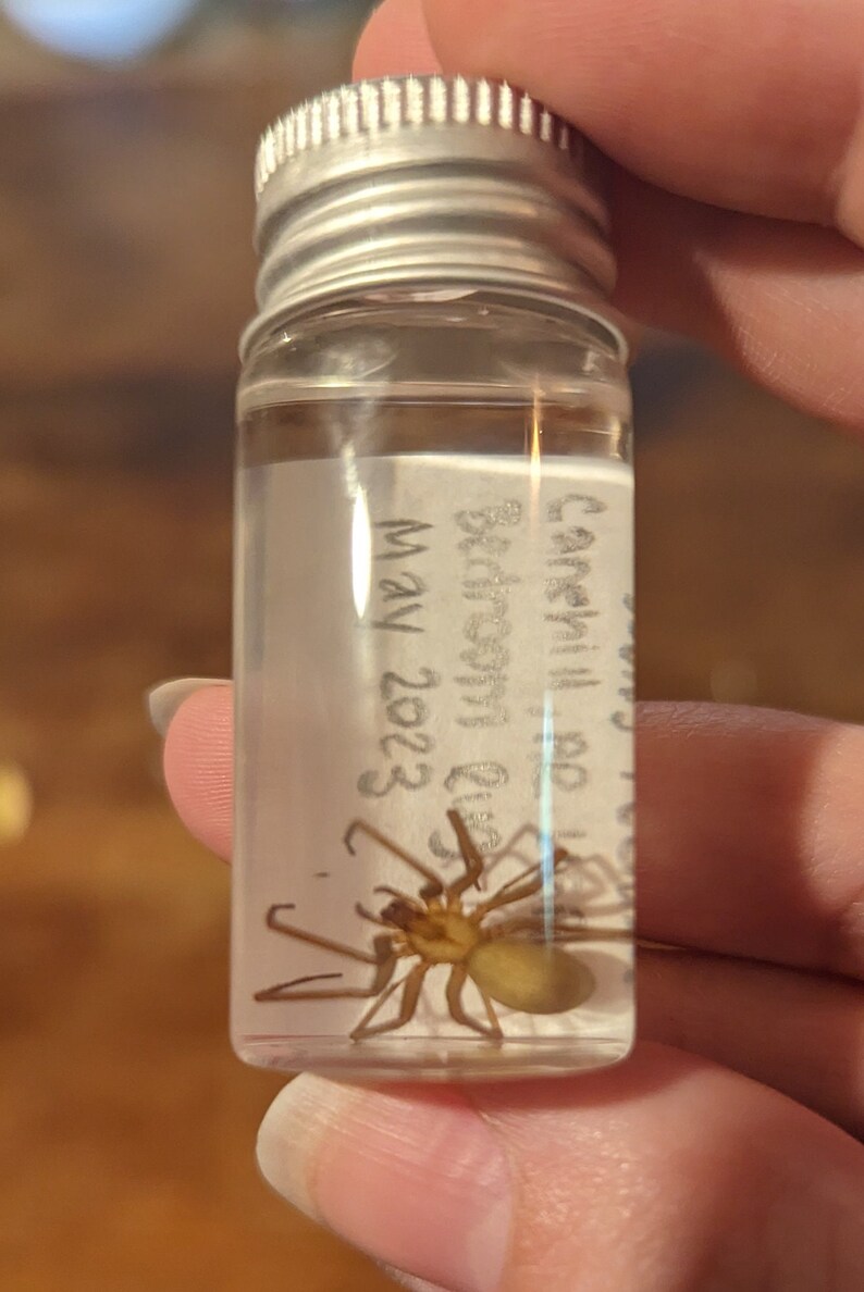 Brown Recluse loxosceles Reclusa Wet Preserved Arthropod - Etsy