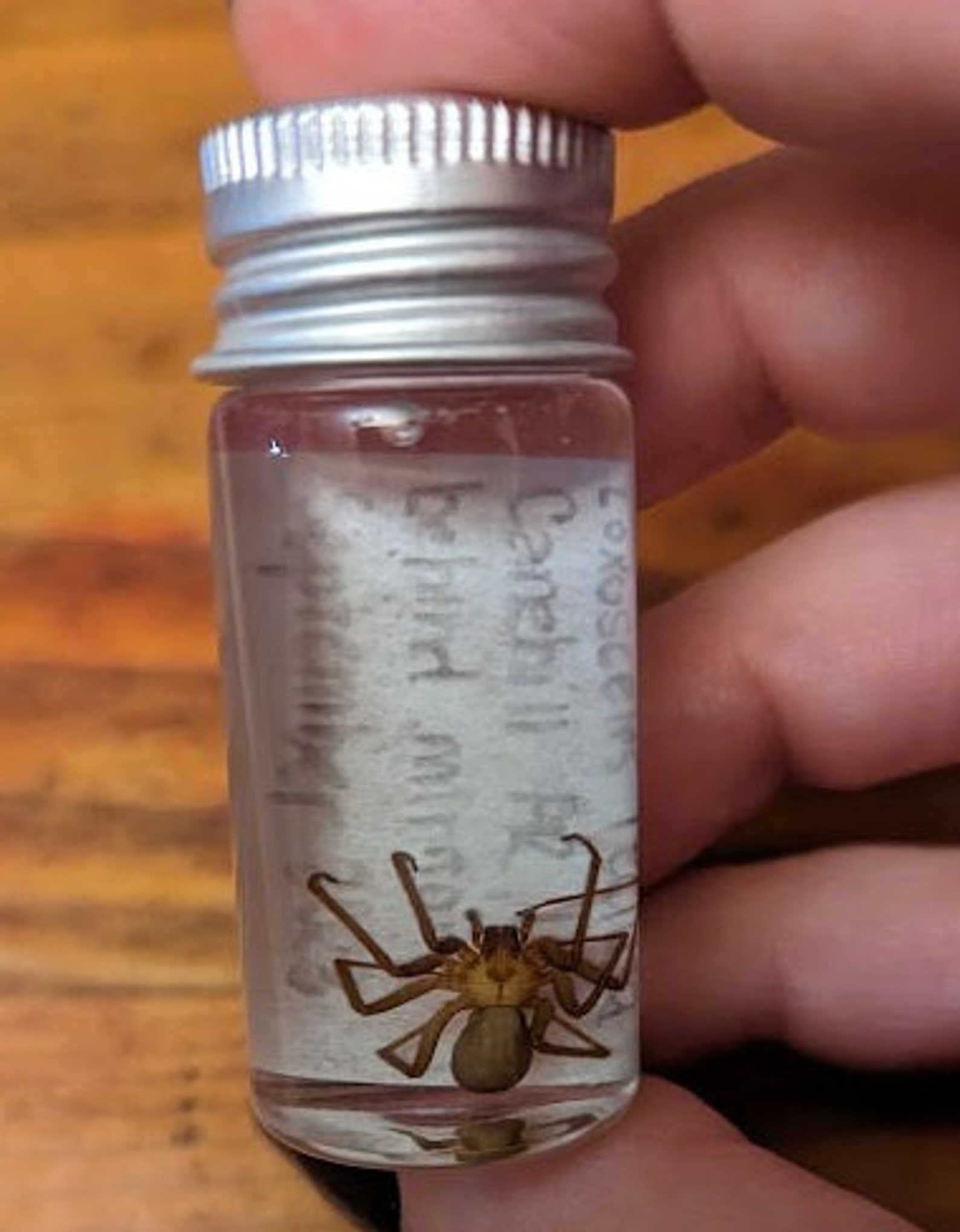 Brown Recluse loxosceles Reclusa, Wet Preserved Arthropod Specimen - Etsy