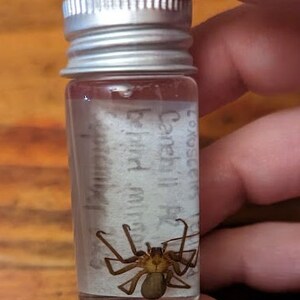 Brown Recluse loxosceles Reclusa, Wet Preserved Arthropod Specimen - Etsy