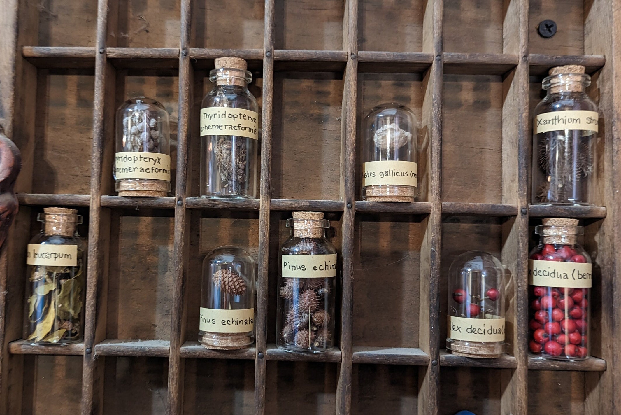 Rough Cockleburs xanthium Strumarium - Etsy