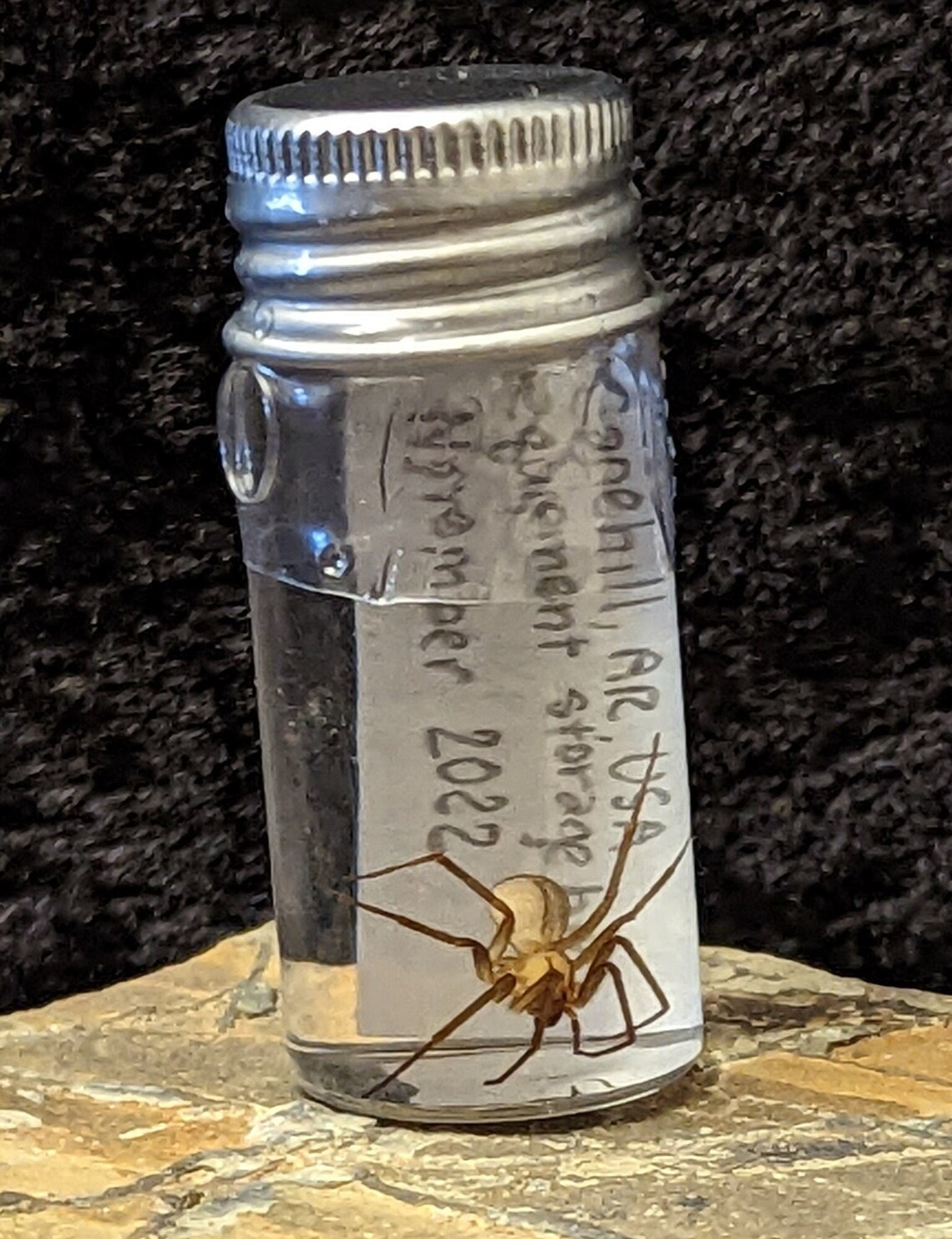 Brown Recluse loxosceles Reclusa, Wet Preserved Arthropod Specimen - Etsy
