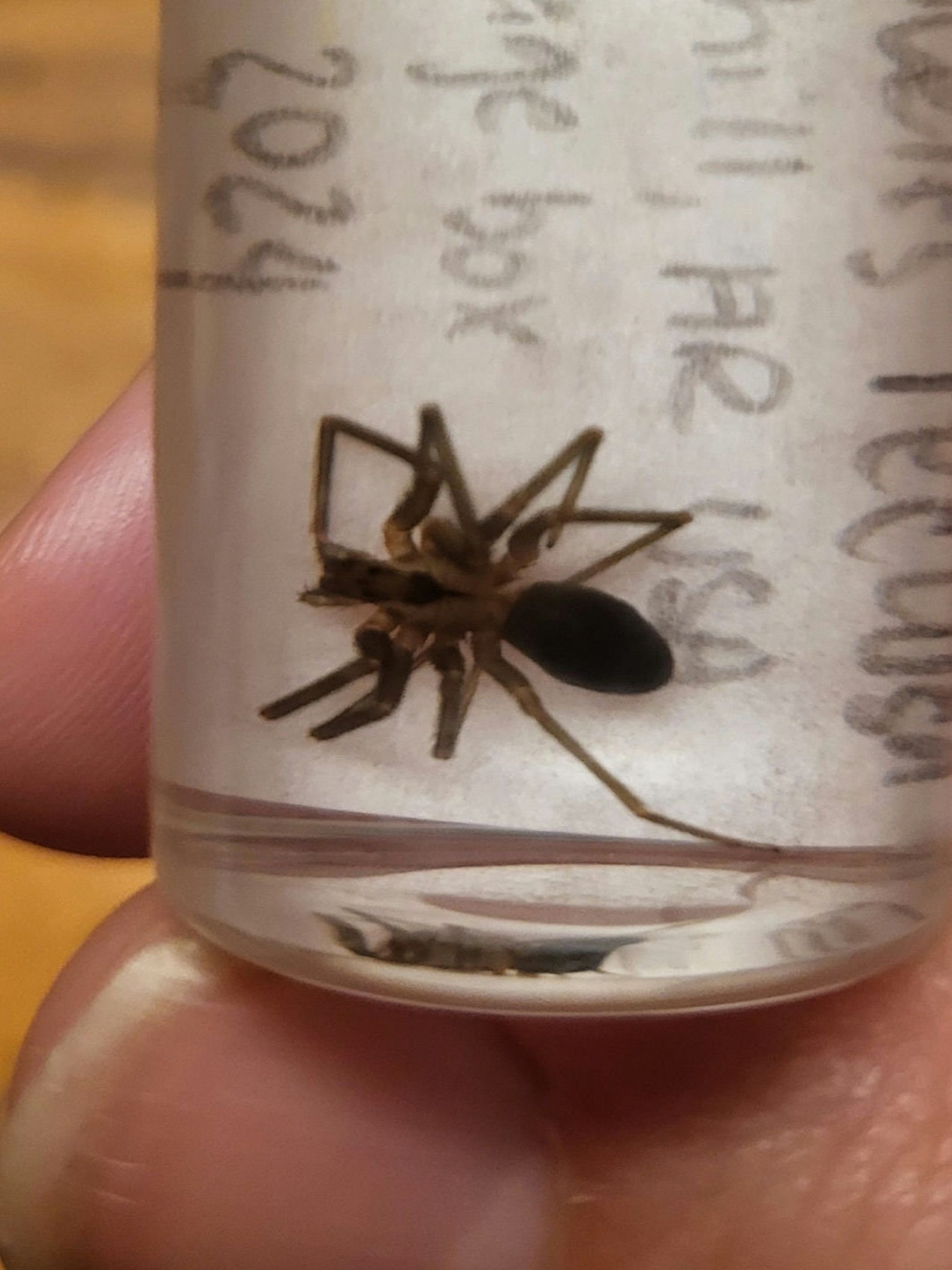 Brown Recluse loxosceles Reclusa, Wet Preserved Arthropod Specimen - Etsy