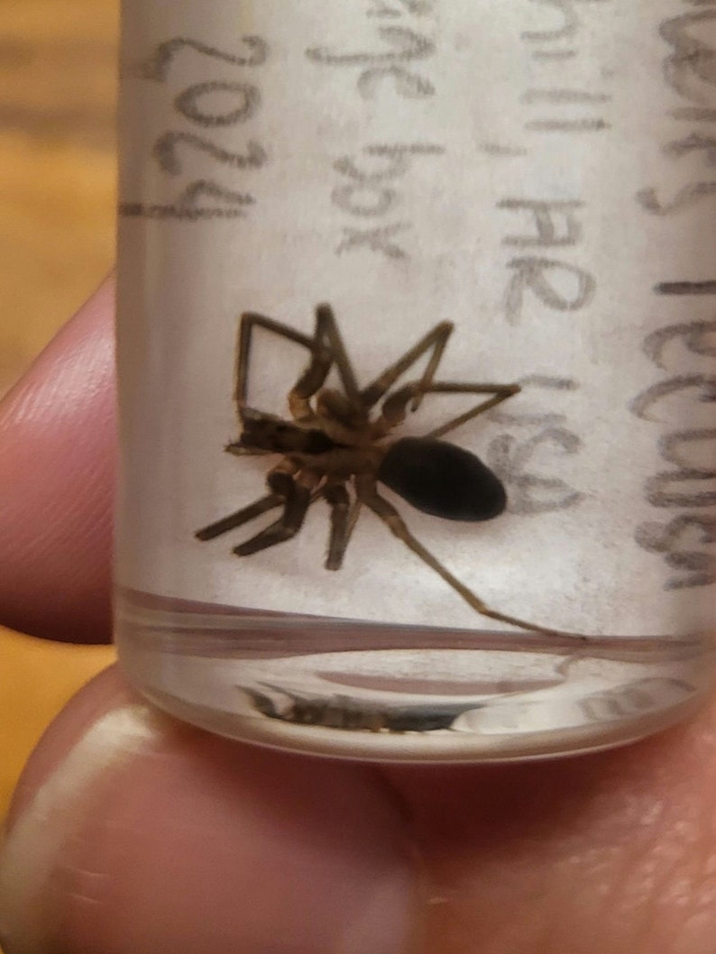 Brown Recluse loxosceles Reclusa, Wet Preserved Arthropod Specimen - Etsy