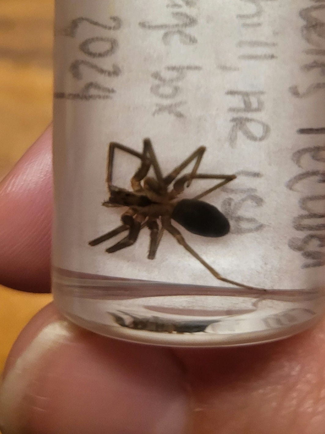 Brown Recluse loxosceles Reclusa, Wet Preserved Arthropod Specimen - Etsy