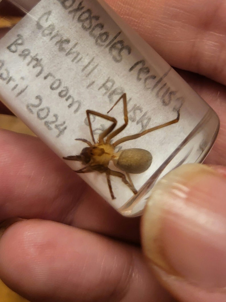 Brown Recluse loxosceles Reclusa, Wet Preserved Arthropod Specimen - Etsy