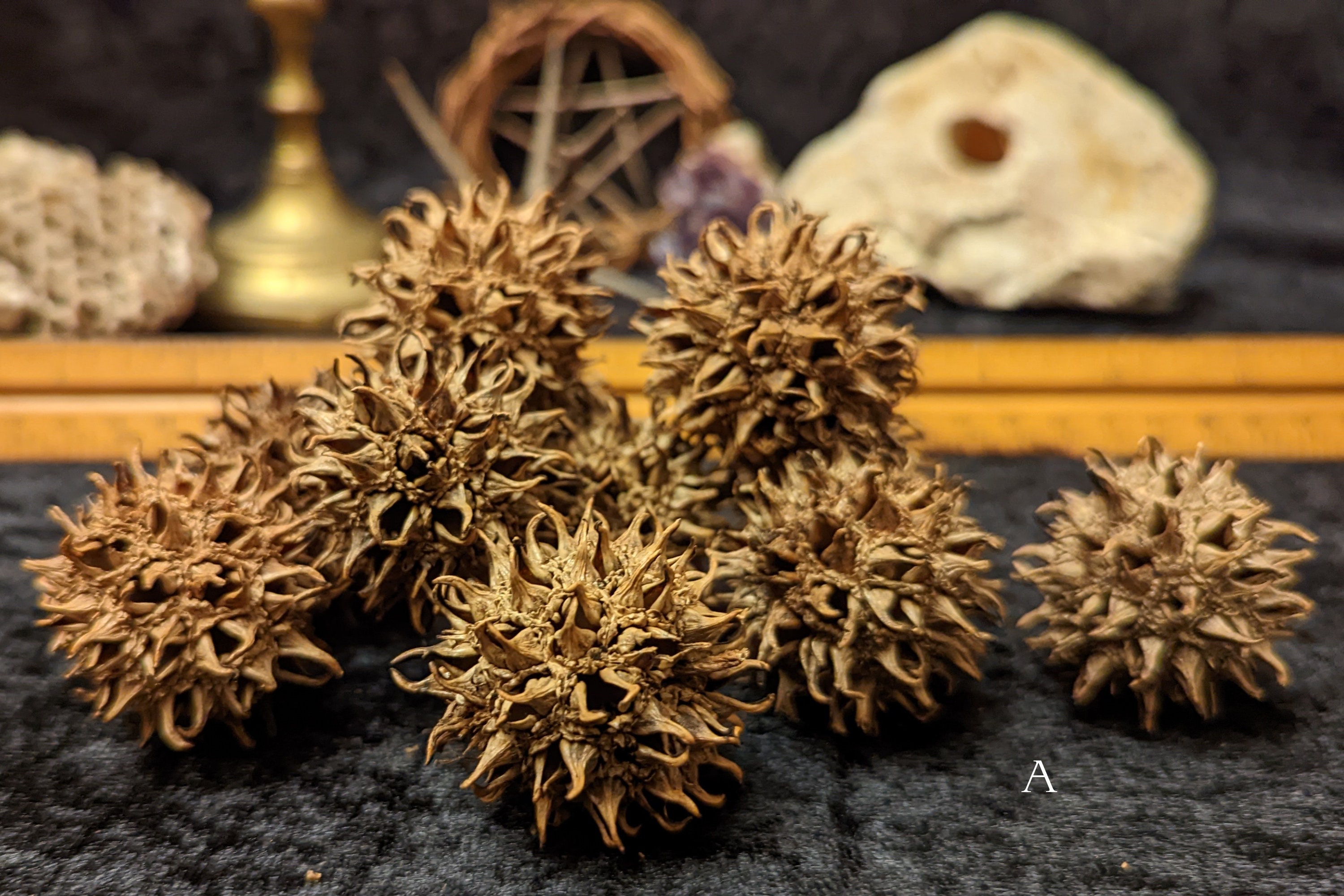 Sweet Gum Ball Witches' Burr liquidambar Styraciflua - Etsy