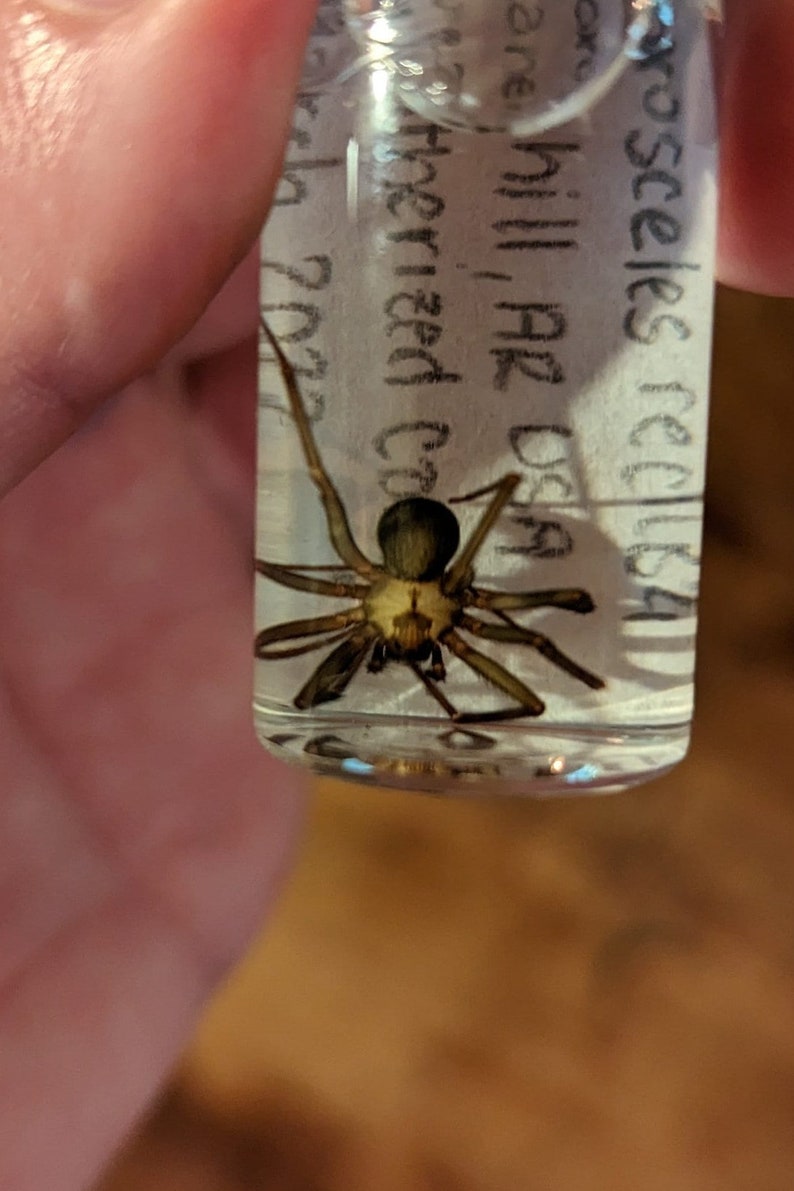 Brown Recluse loxosceles Reclusa Wet Preserved Arthropod - Etsy