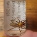 Brown Recluse loxosceles Reclusa, Wet Preserved Arthropod Specimen - Etsy