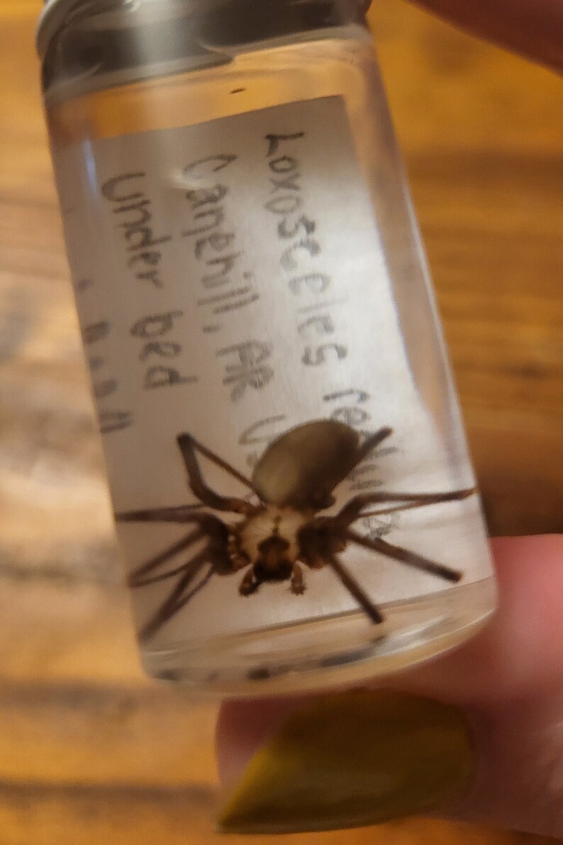 Brown Recluse loxosceles Reclusa, Wet Preserved Arthropod Specimen - Etsy