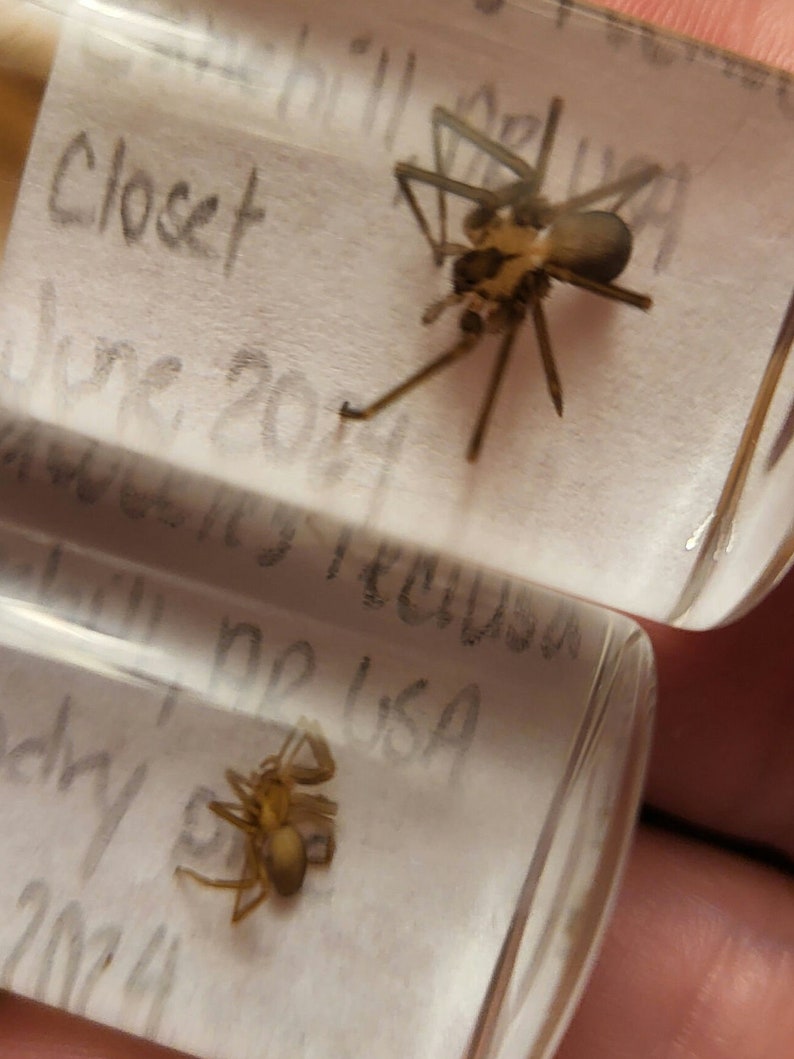 Brown Recluse loxosceles Reclusa, Wet Preserved Arthropod Specimen - Etsy