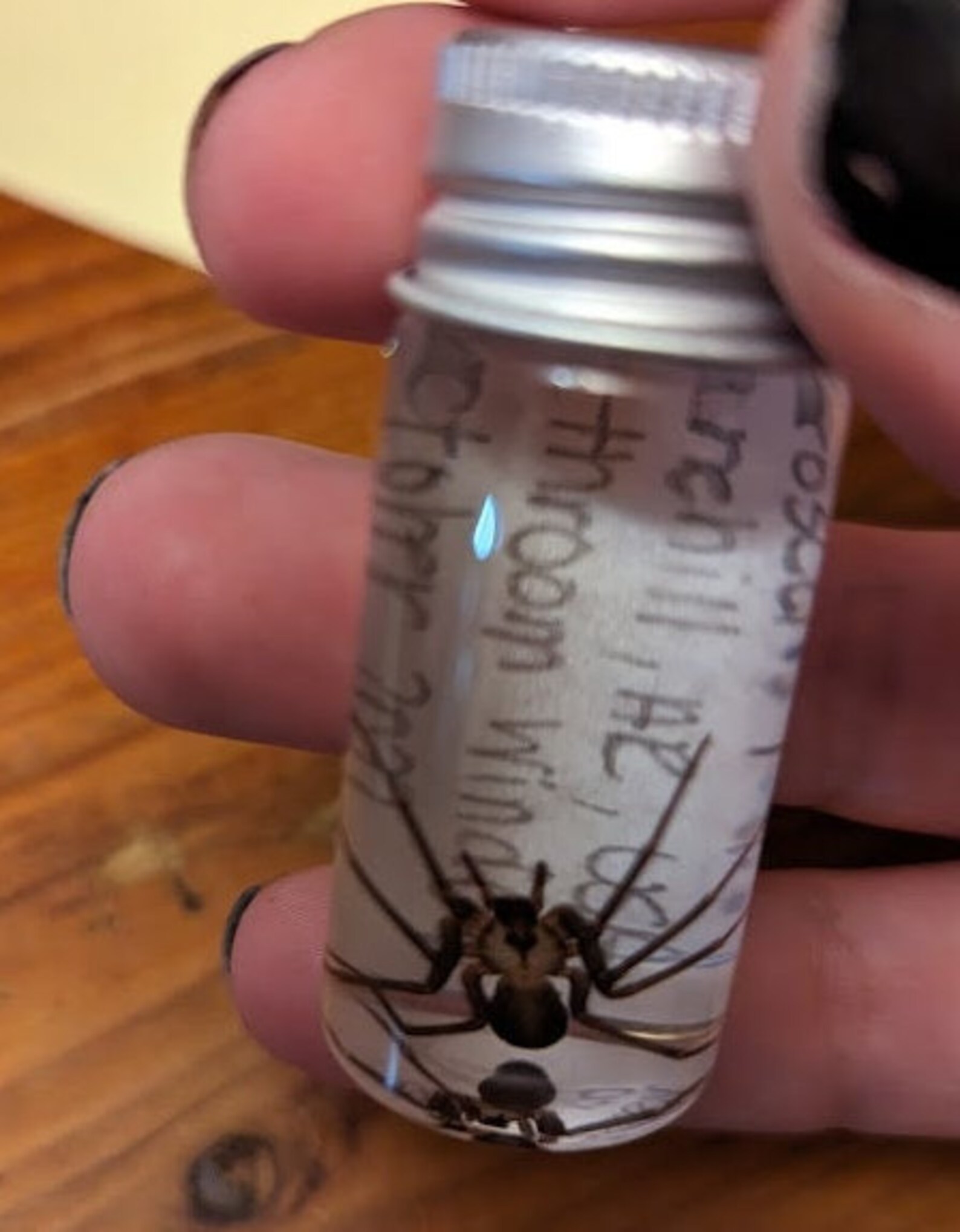 Brown Recluse loxosceles Reclusa, Wet Preserved Arthropod Specimen - Etsy