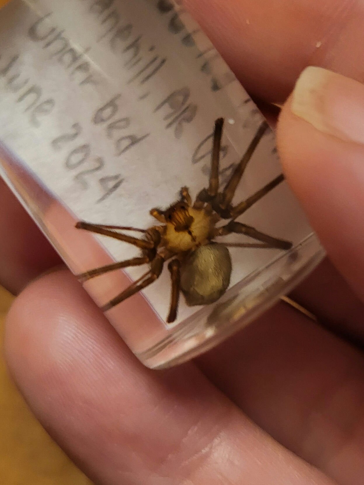 Brown Recluse loxosceles Reclusa, Wet Preserved Arthropod Specimen - Etsy