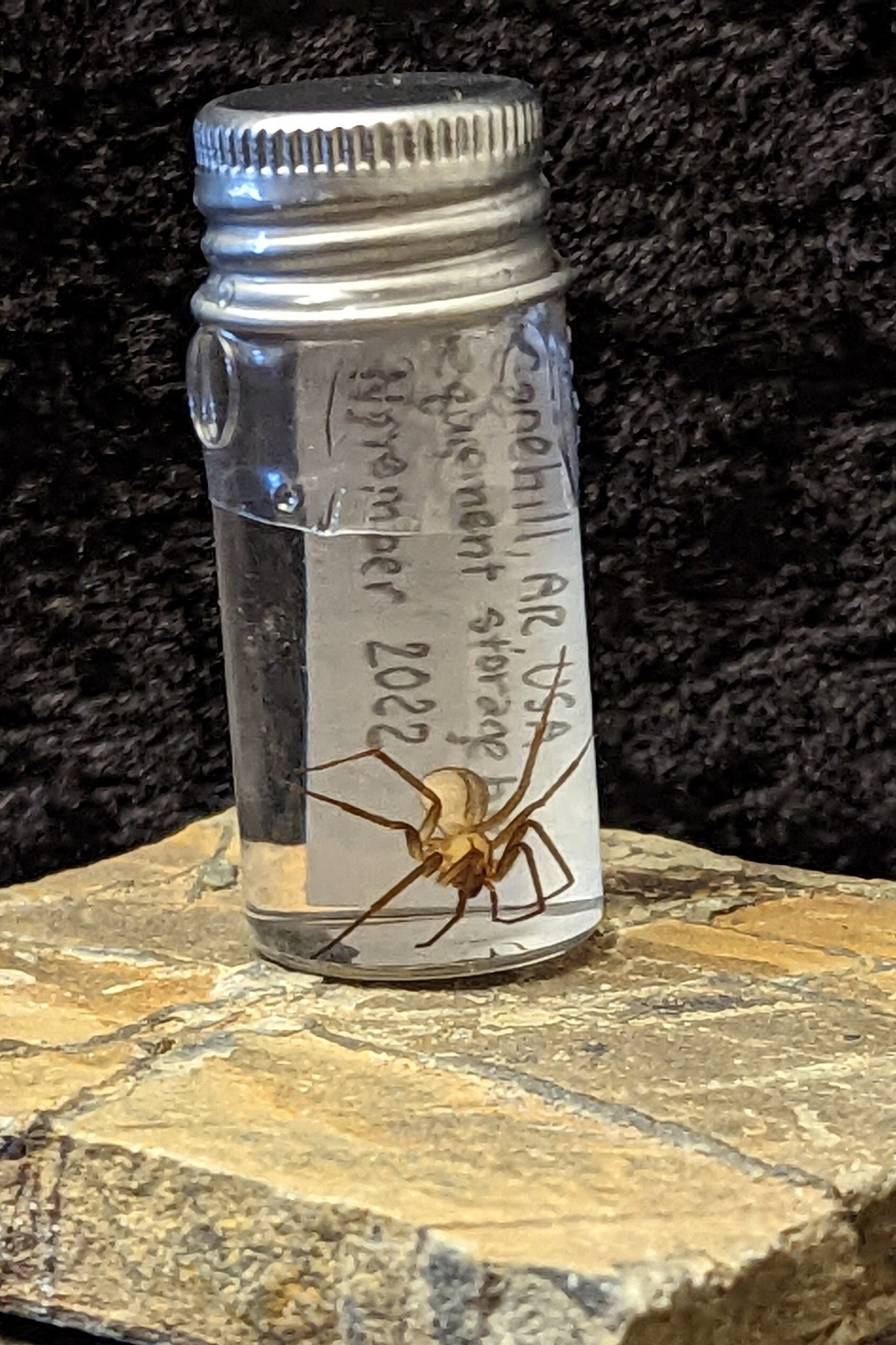 Brown Recluse loxosceles Reclusa, Wet Preserved Arthropod Specimen - Etsy