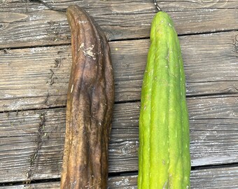 8 Giant Zucca Gourd Seeds-1175 - Etsy