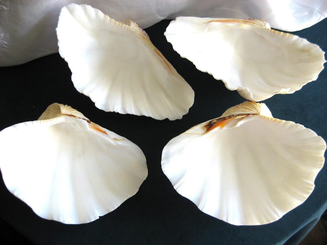 4 Half Lg. Clam Shells (natural) - Etsy