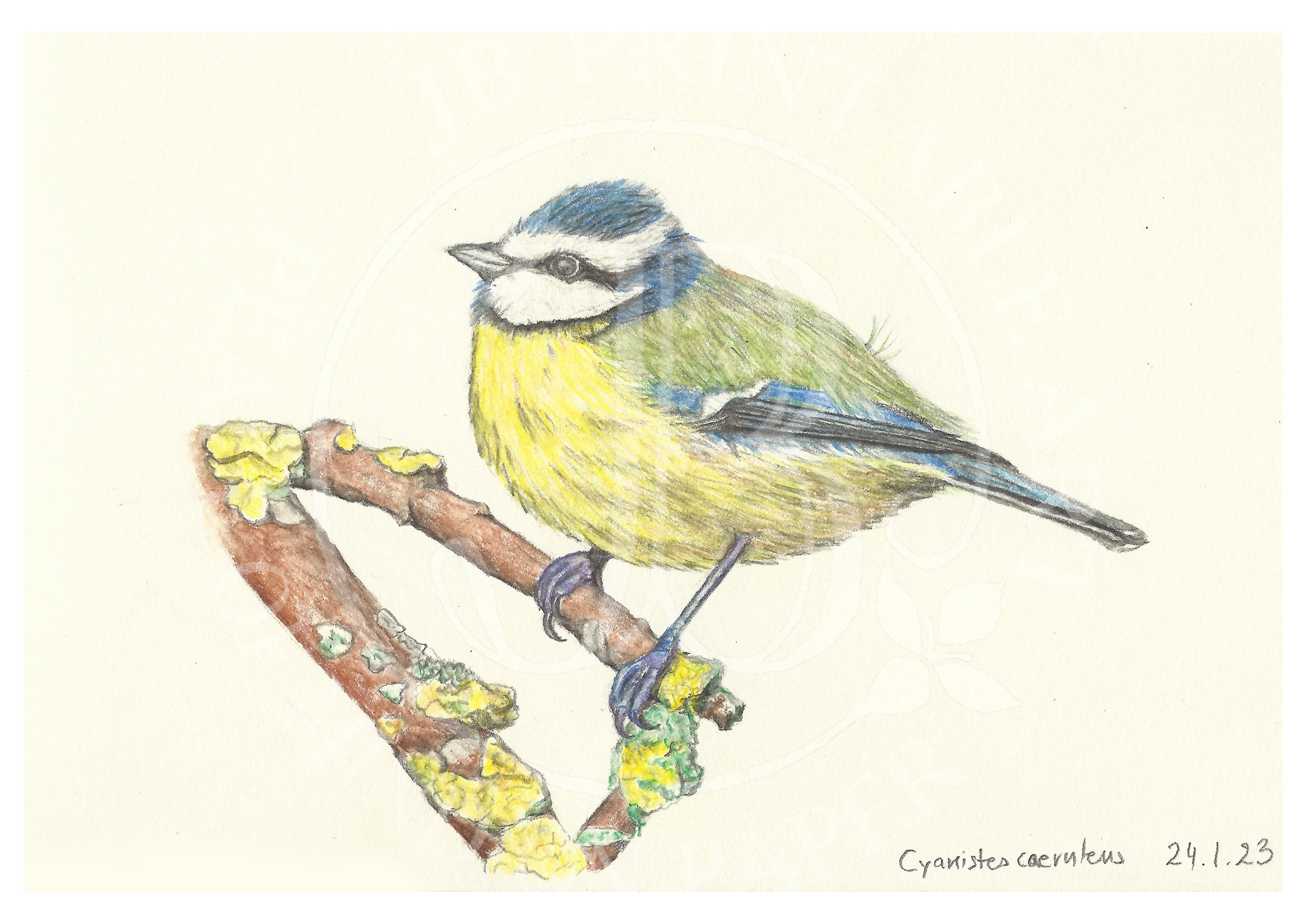 Printable Art - Blue Tit - Watercolor Pencil - Etsy