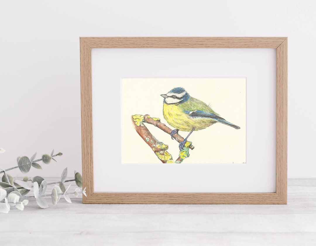 Printable Art - Blue Tit - Watercolor Pencil - Etsy