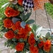 Checkerboard Roses 1 Wreath and Wall/decor (top Bow) - Etsy