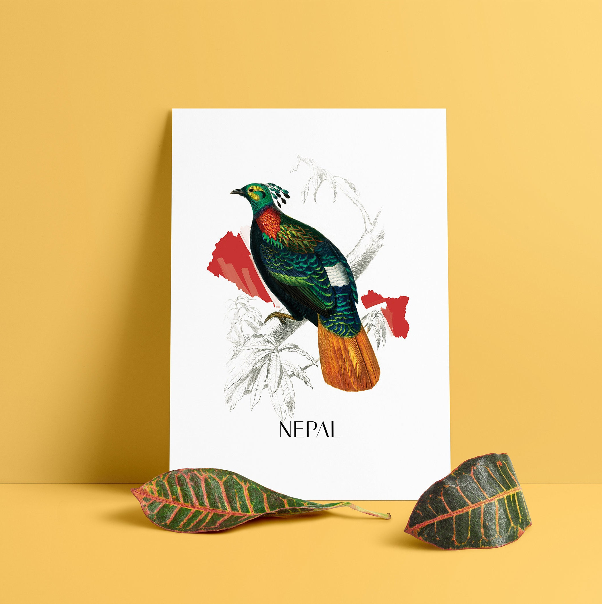 Nepali National Bird