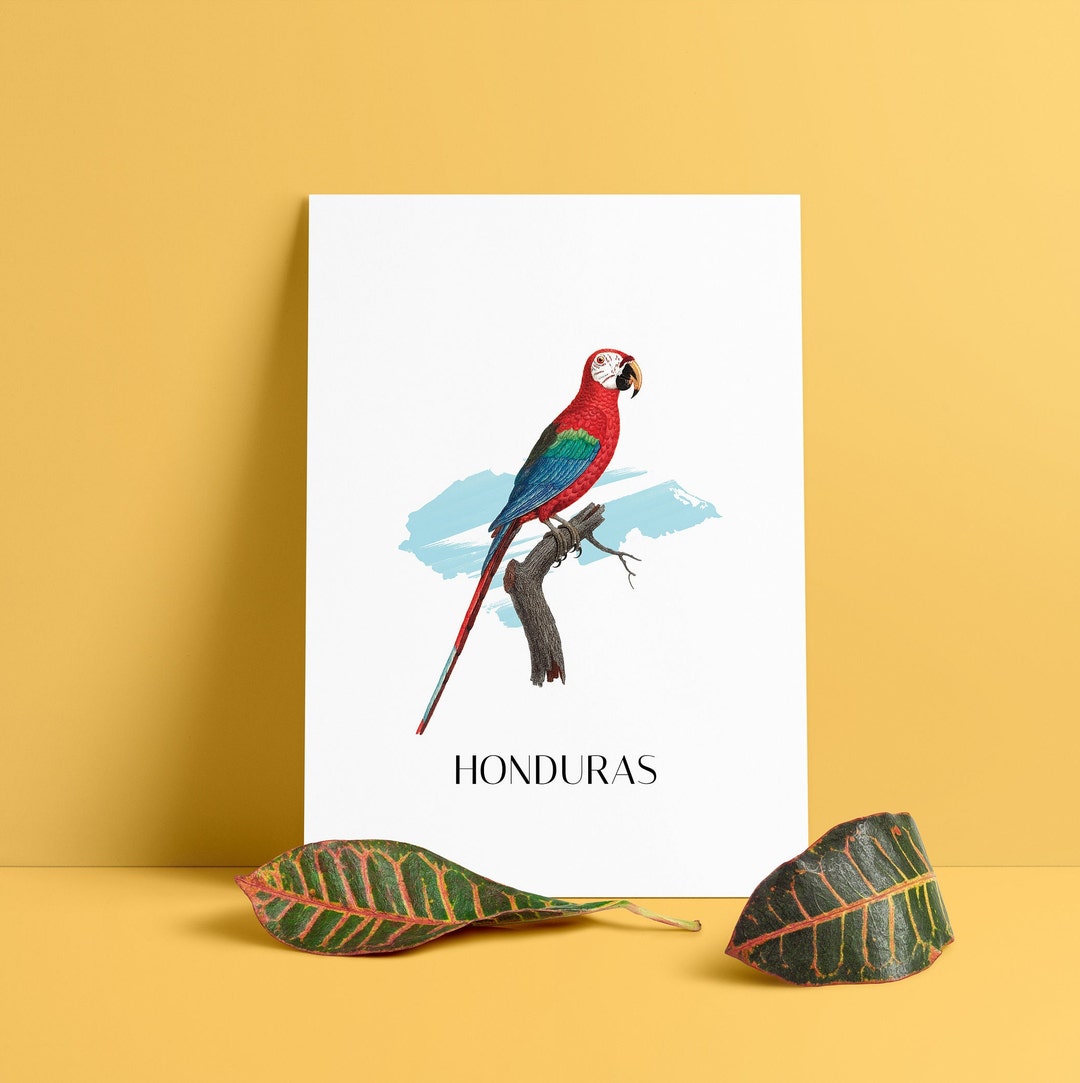 Scarlet Macaw Honduras - Birds of the World Minimalist Poster - Etsy