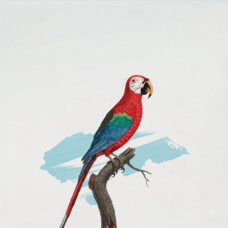 Scarlet Macaw Honduras - Birds of the World Minimalist Poster - Etsy