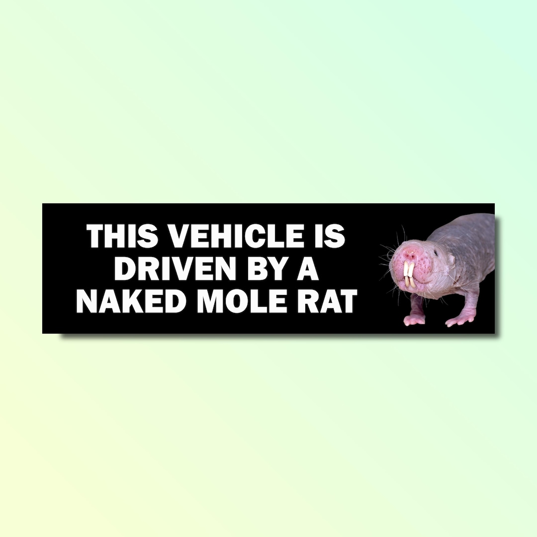 This Vehicle is Driven by a Naked Mole Rat Bumper Sticker, Funny Bumper ...