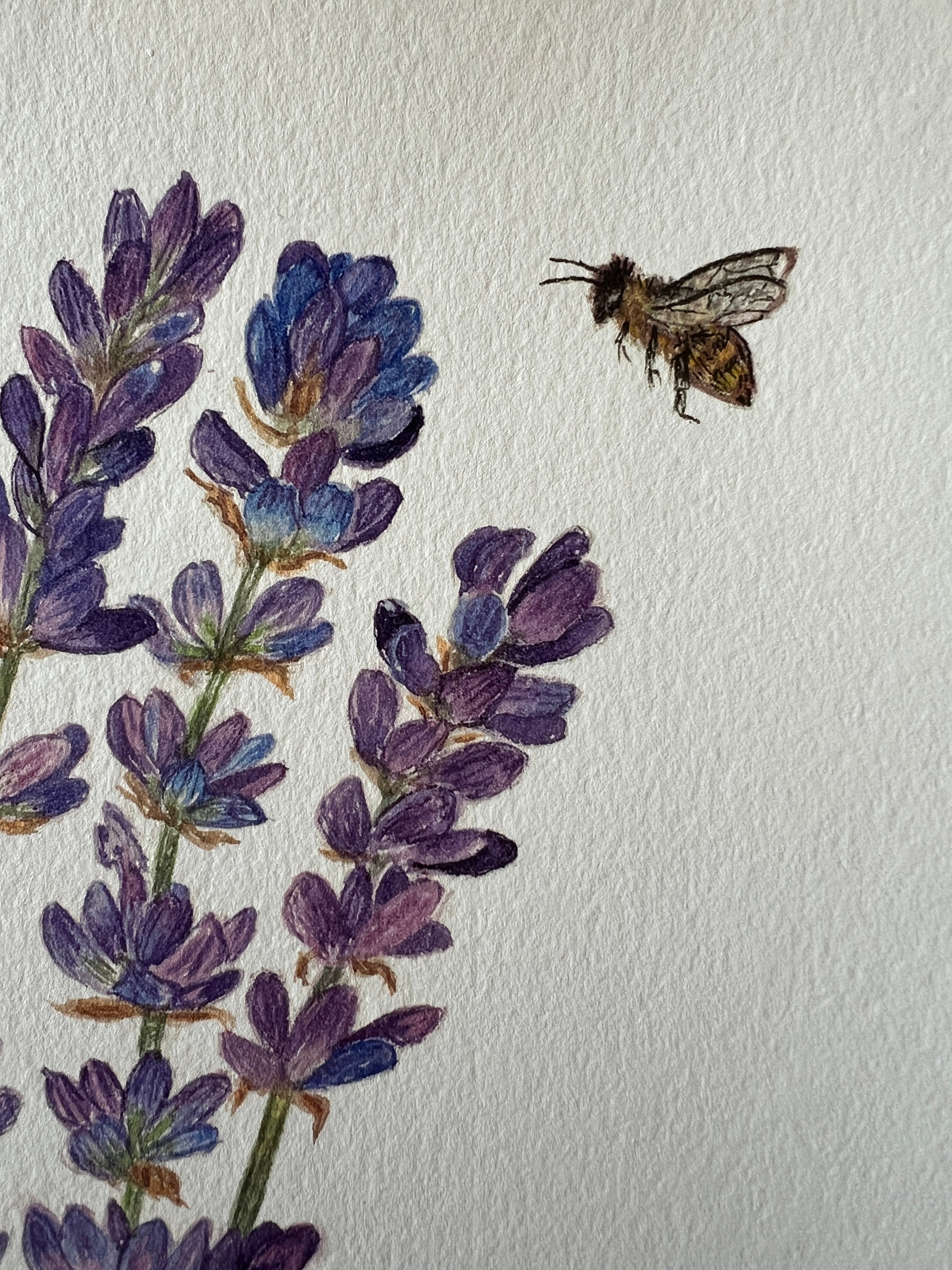 Art Print of My Original Botanical Artwork 'lavender'. Best and Elegant ...