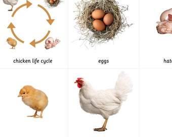 Chicken Life Cycle 3-part Card Montessori Card Set - Printable ...